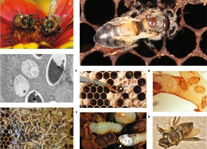 Bee Disease and Pest Management - ASU CareerCatalyst